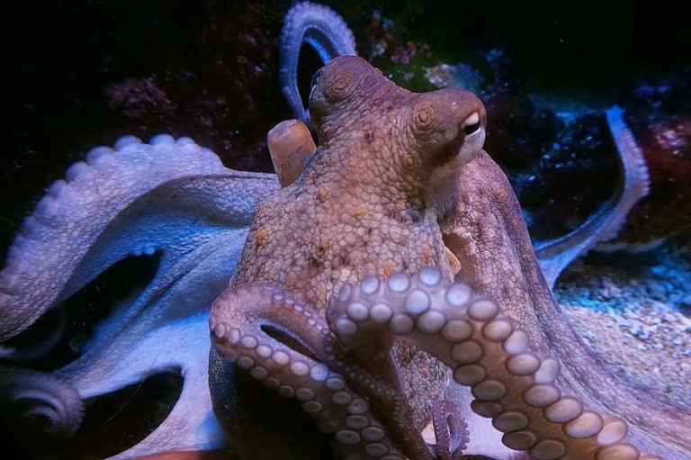 Diferencia entre pulpo y calamar【SOLUCIÓN】